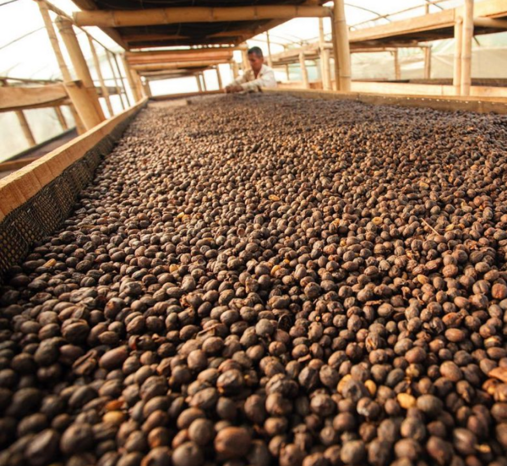 Colombian, Medium Roast Coffee – Caffeine Roasters